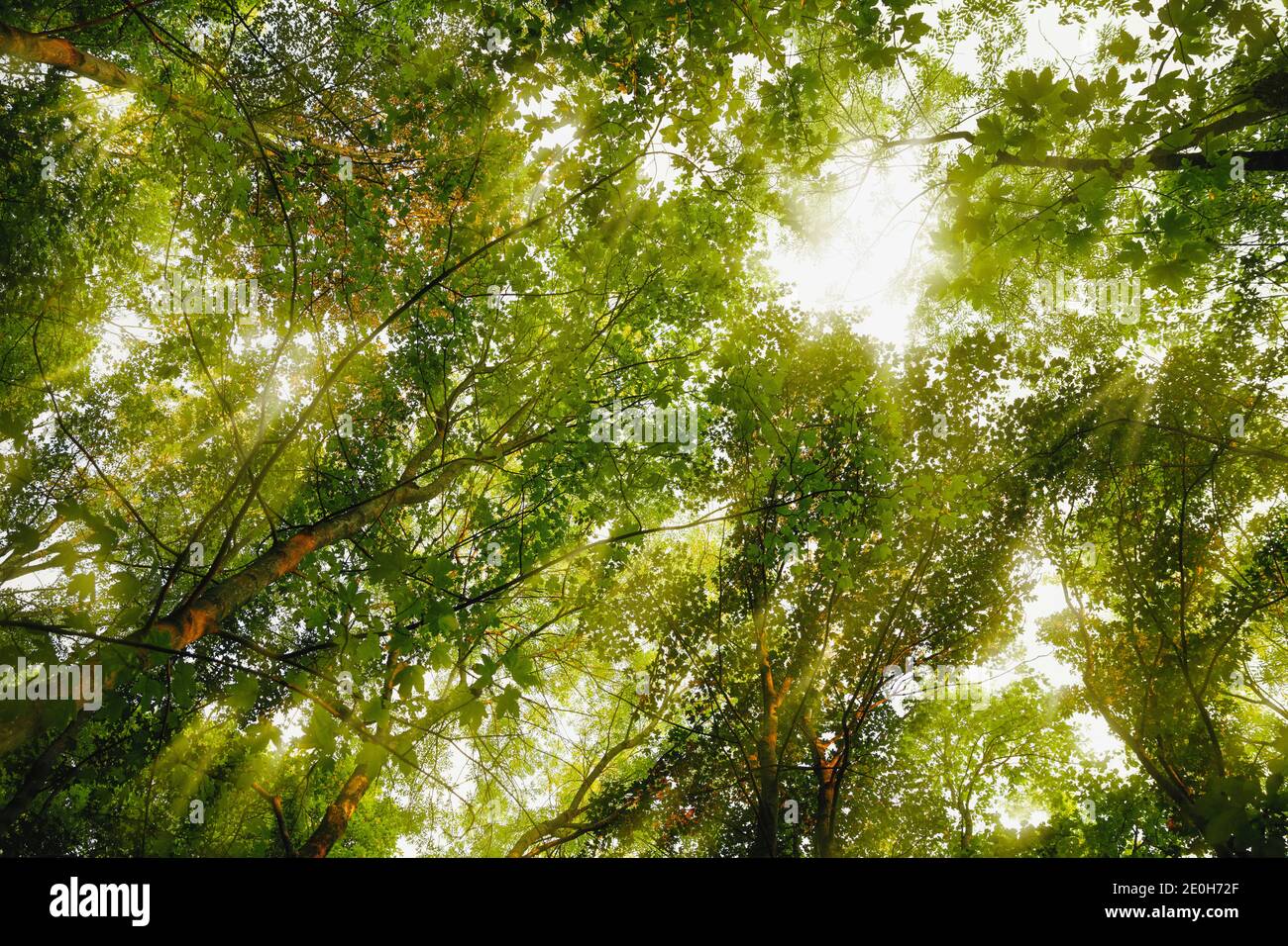 Sun illuminating the green treetops Stock Photo - Alamy