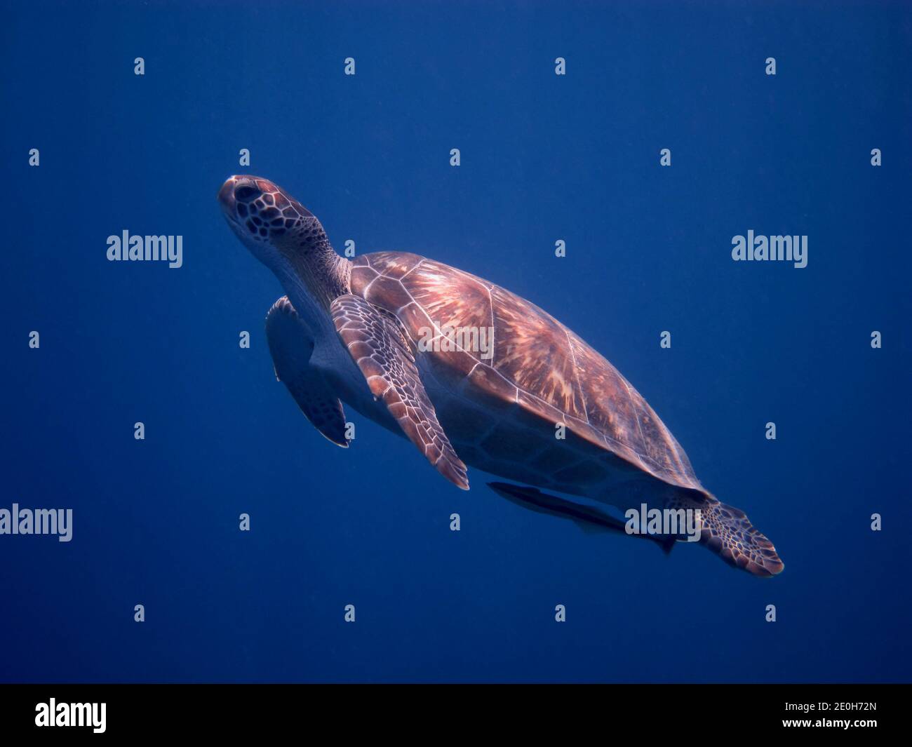 sea turtle at the surface in the blue sea water Stock Photo - Alamy
