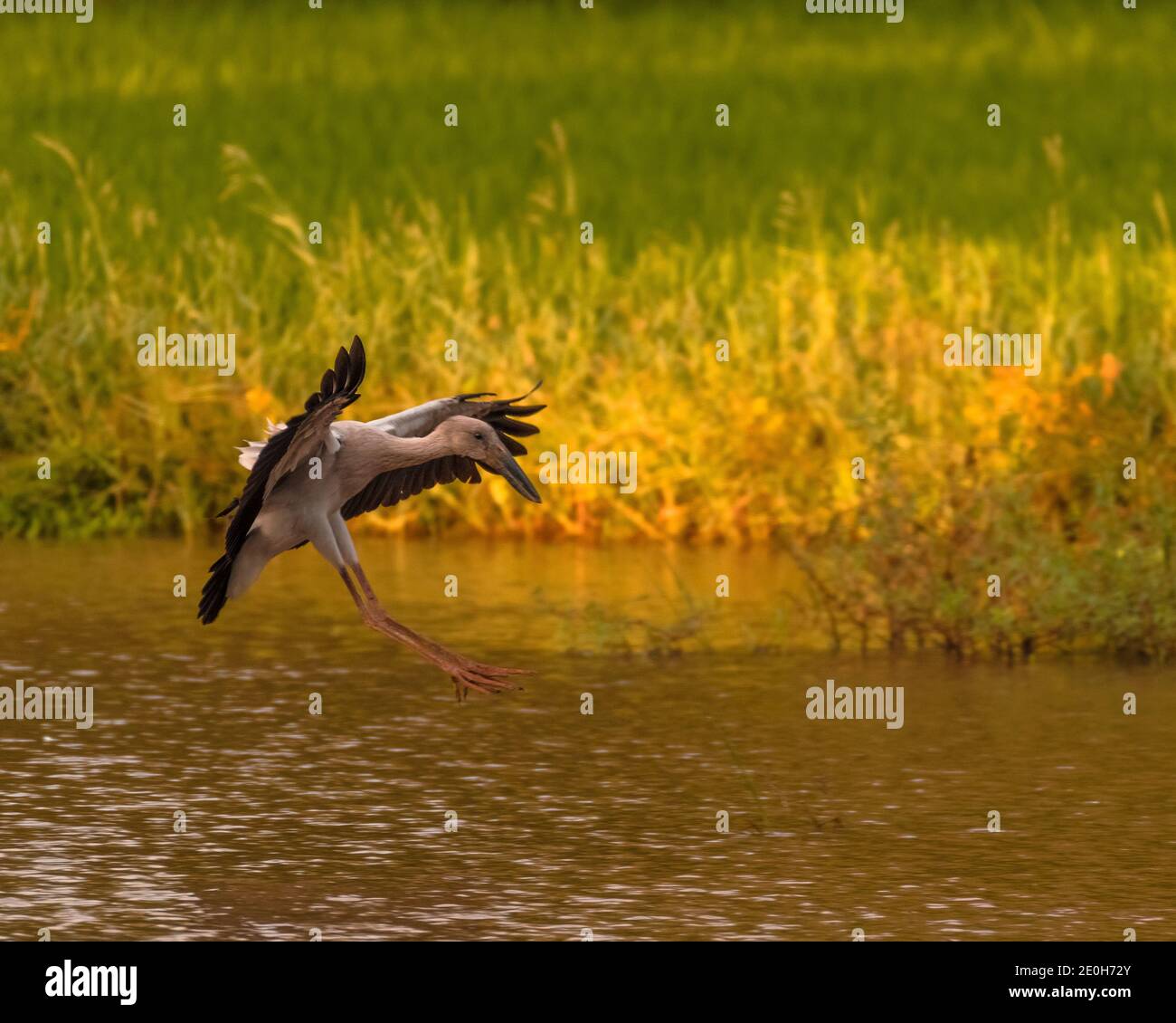 Giant Stork bird about land on sallow water looking for prey at water ...