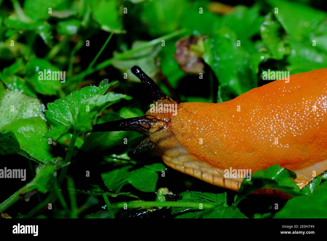 Orange slug hi-res stock photography and images - Alamy
