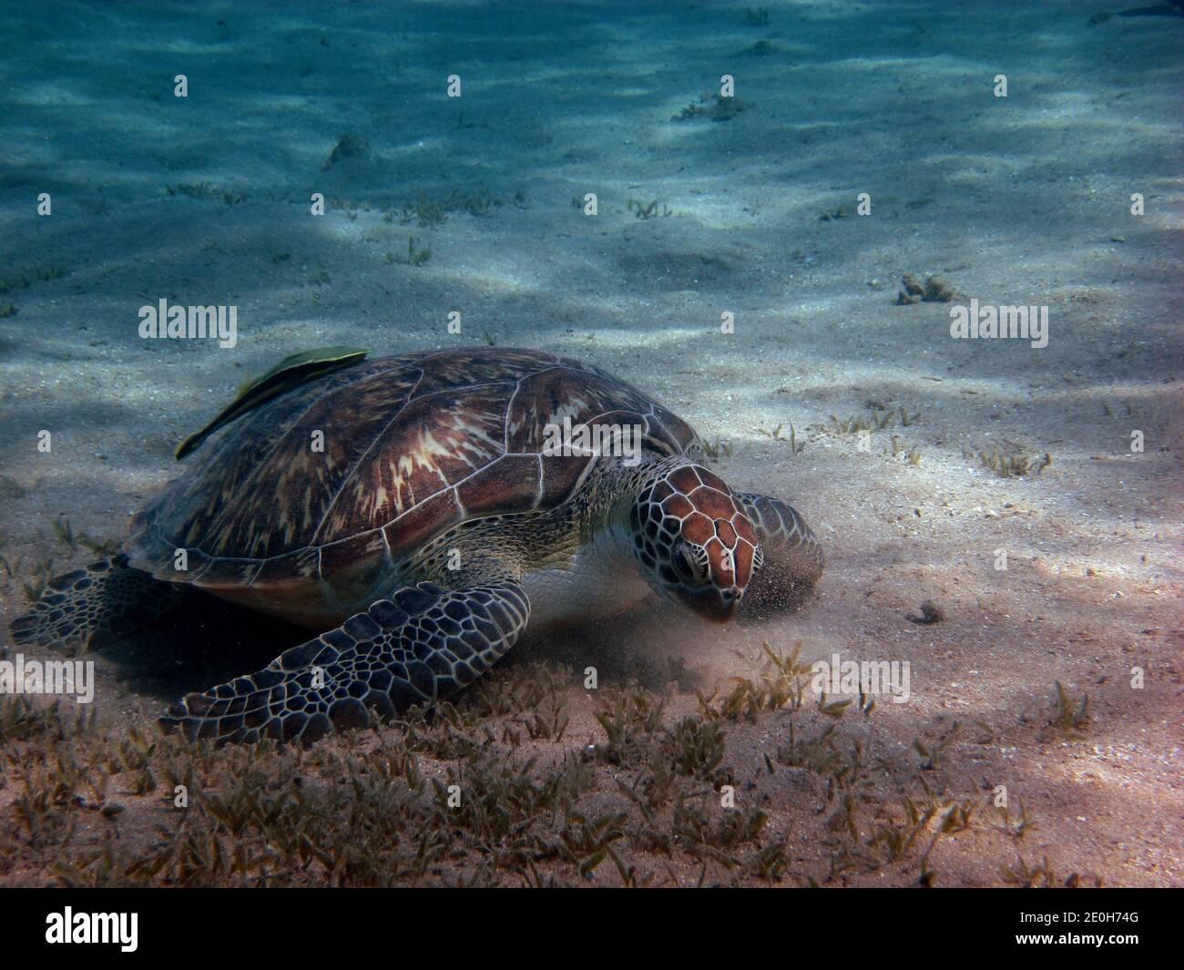 sea ??turtle eats seaweed on the sea floor Stock Photo - Alamy