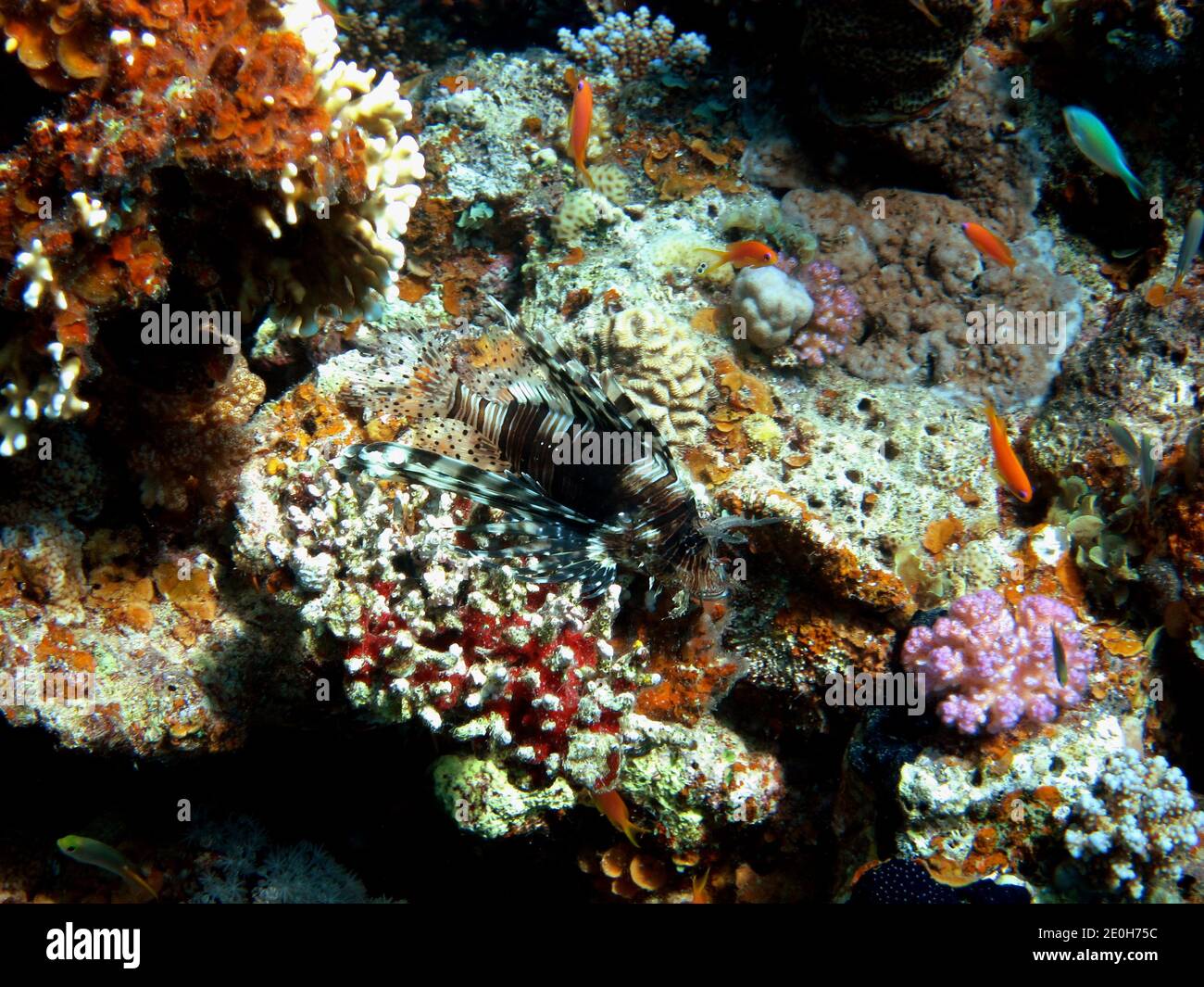 Rea sea hi-res stock photography and images - Alamy