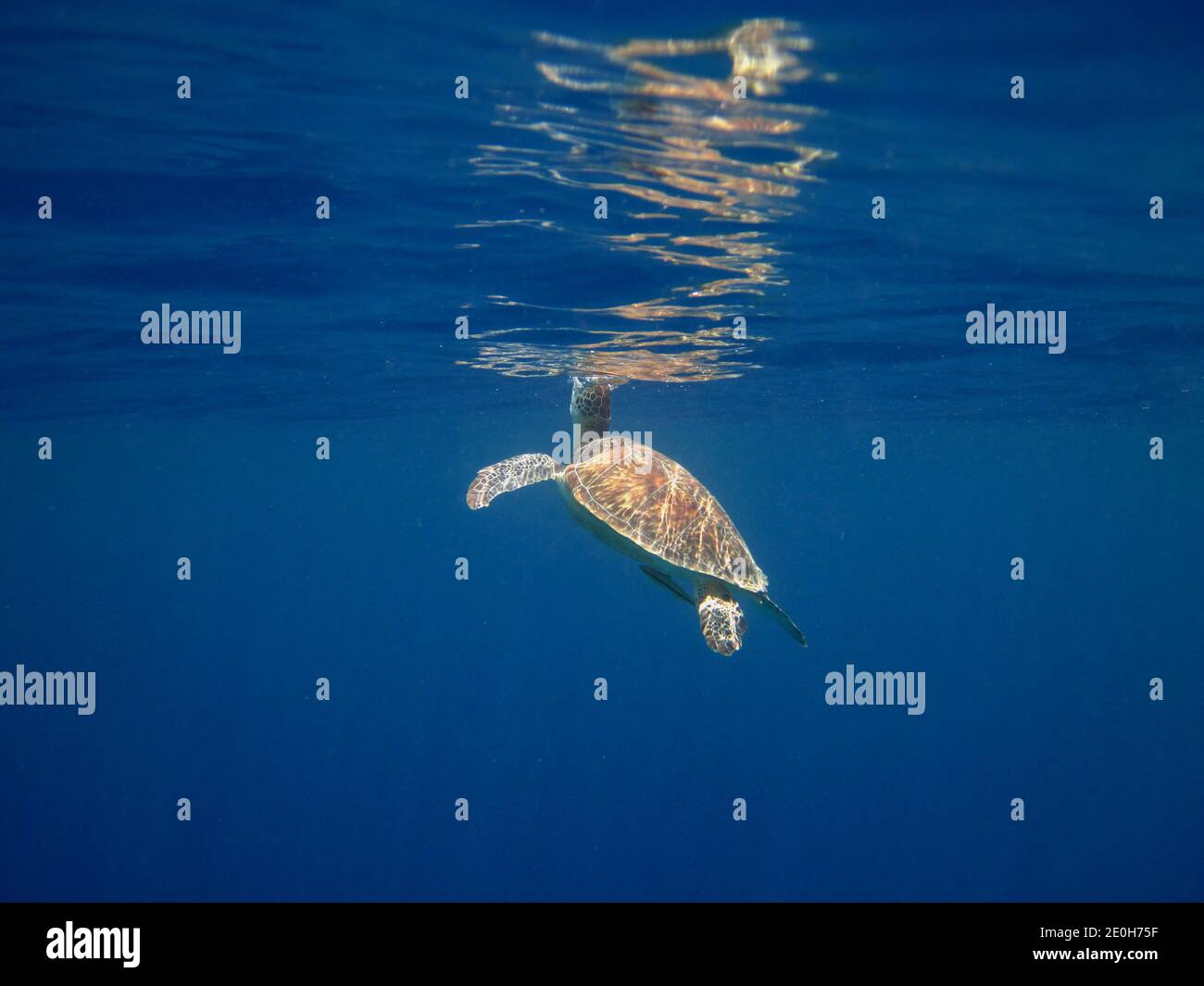 sea turtle breathes at the surface Stock Photo - Alamy