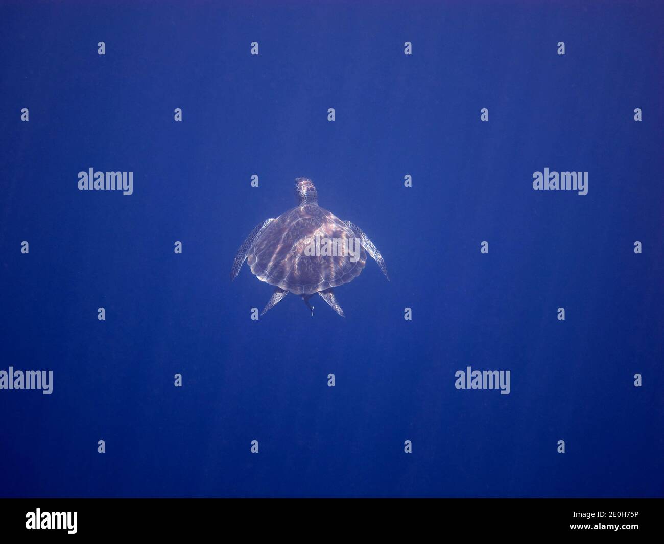 sea turtle in the blue water with lots of sun rays Stock Photo - Alamy