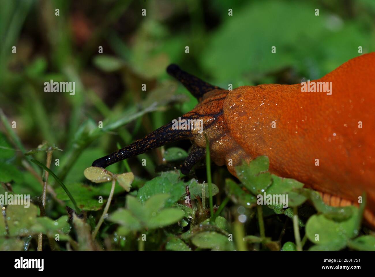 Orange slug hi-res stock photography and images - Alamy