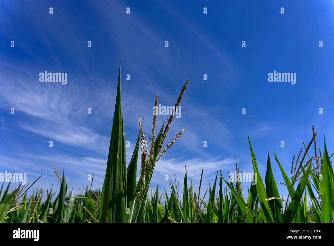 Maize legume field hi-res stock photography and images - Alamy