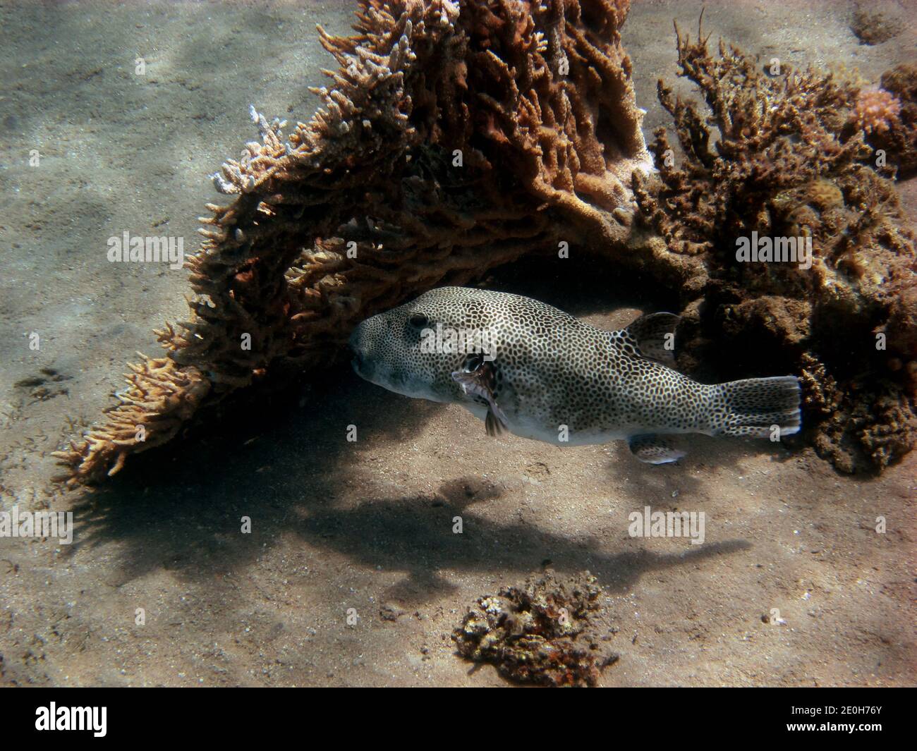 giant pufferfish swims past the side Stock Photo - Alamy