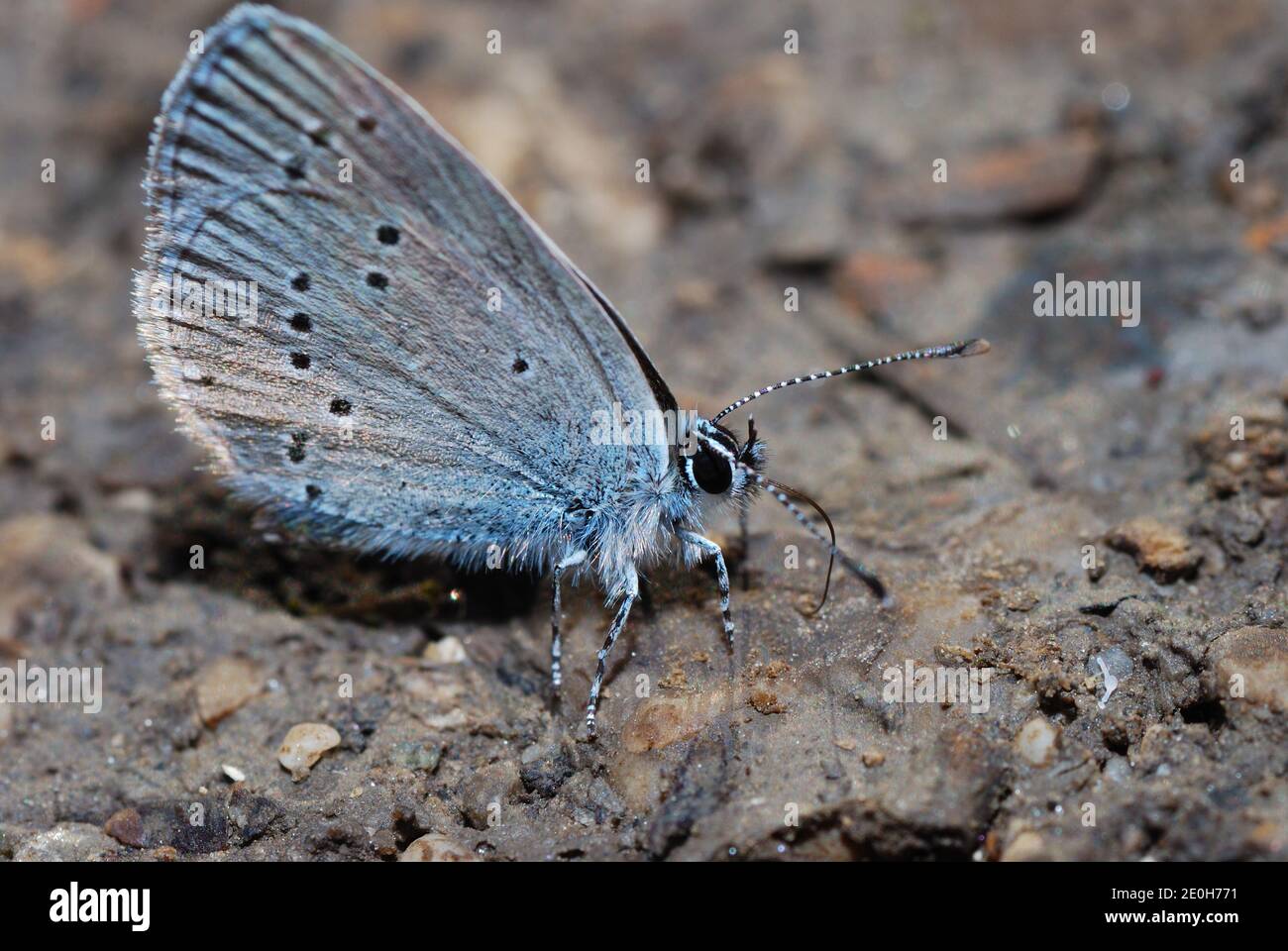 Blue butterfly on ground hi-res stock photography and images - Alamy