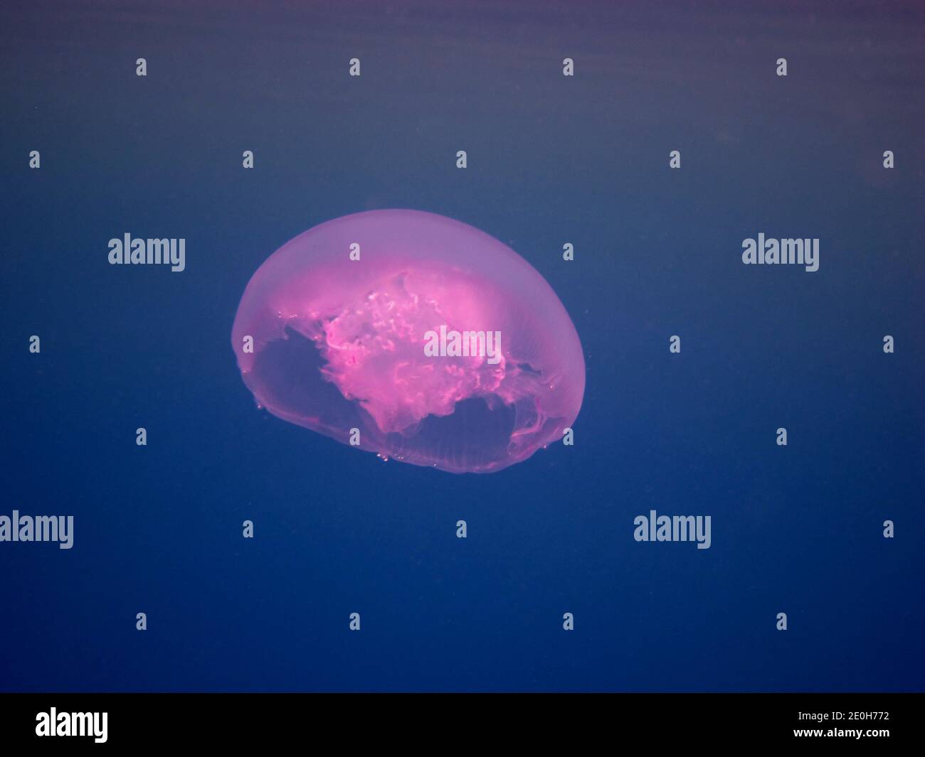 pink jellyfish in blue sea water view close Stock Photo - Alamy