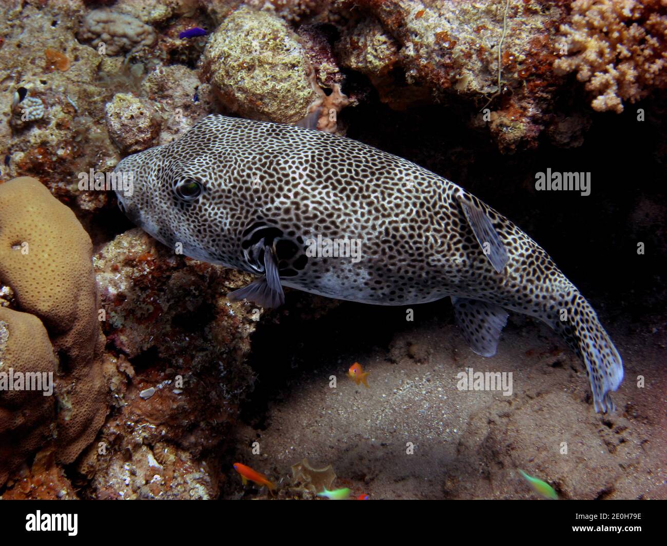 giant pufferfish in the big red sea view Stock Photo - Alamy