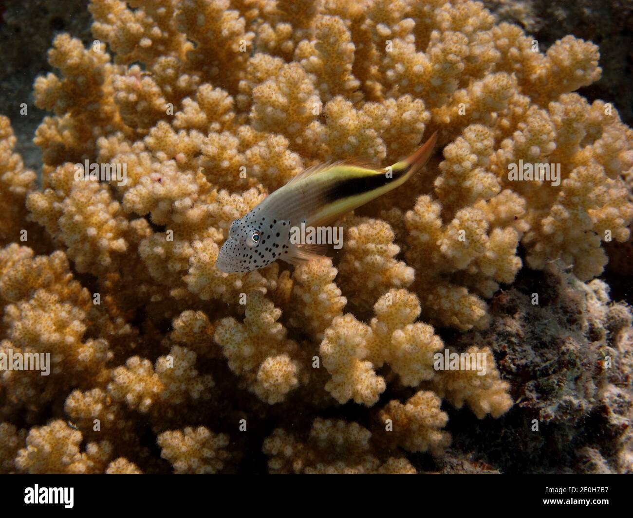 Fish keeper hi-res stock photography and images - Alamy