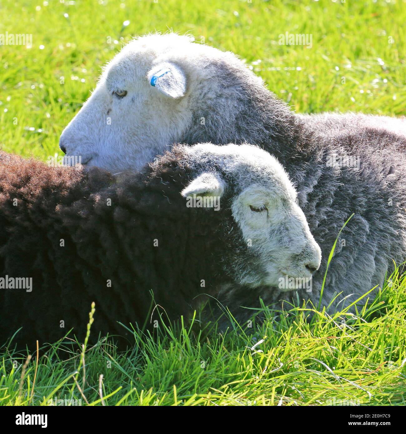 Pair of Herdwick, Sheep laying in grass covered field Stock Photo - Alamy