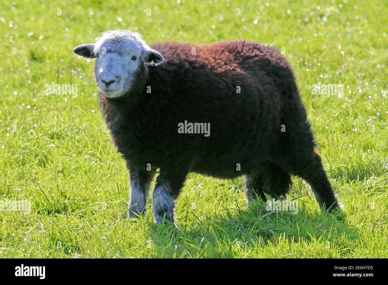 One 1 lone sheep hi-res stock photography and images - Alamy