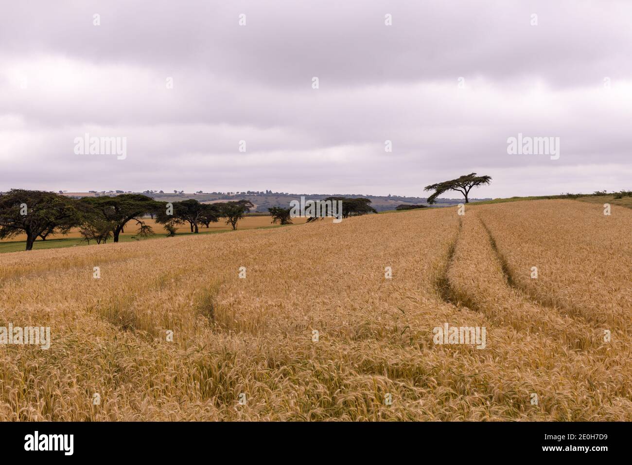 Maize legume field hi-res stock photography and images - Alamy