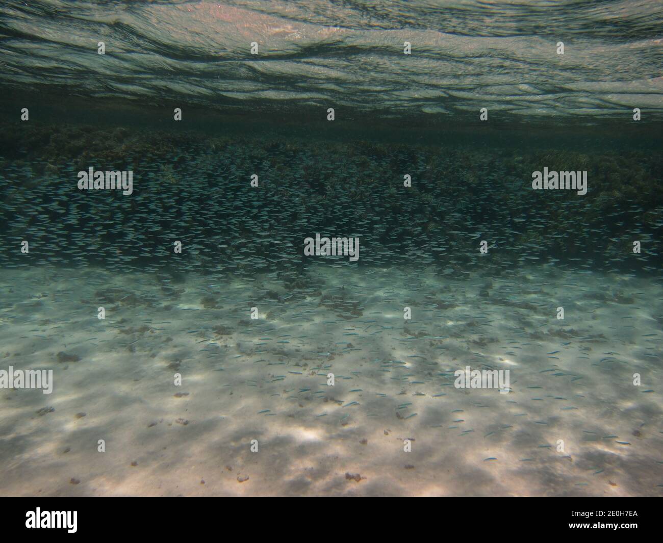 Thousands fish hi-res stock photography and images - Alamy