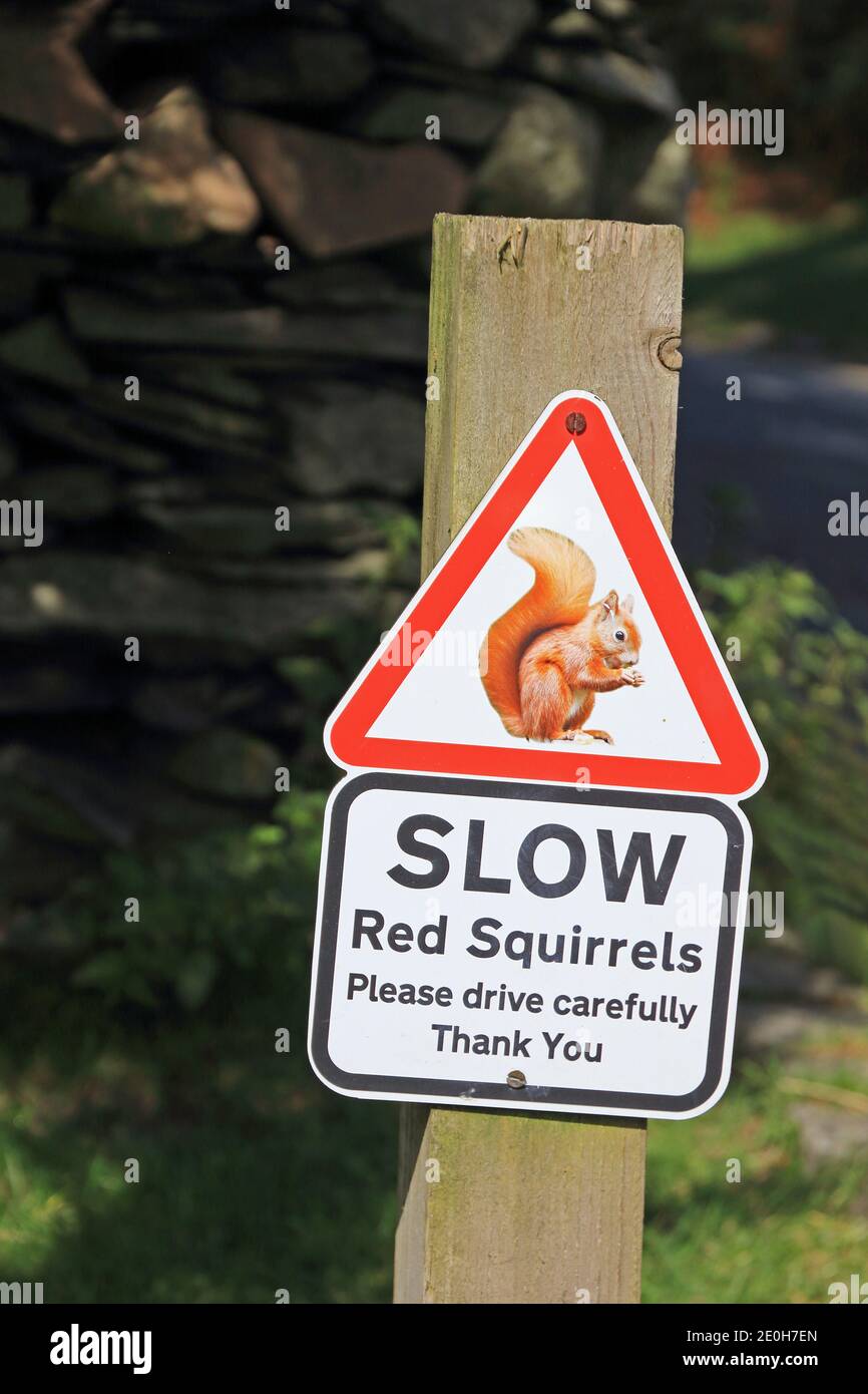 Slow, Red Squirrels road warning sign Stock Photo - Alamy