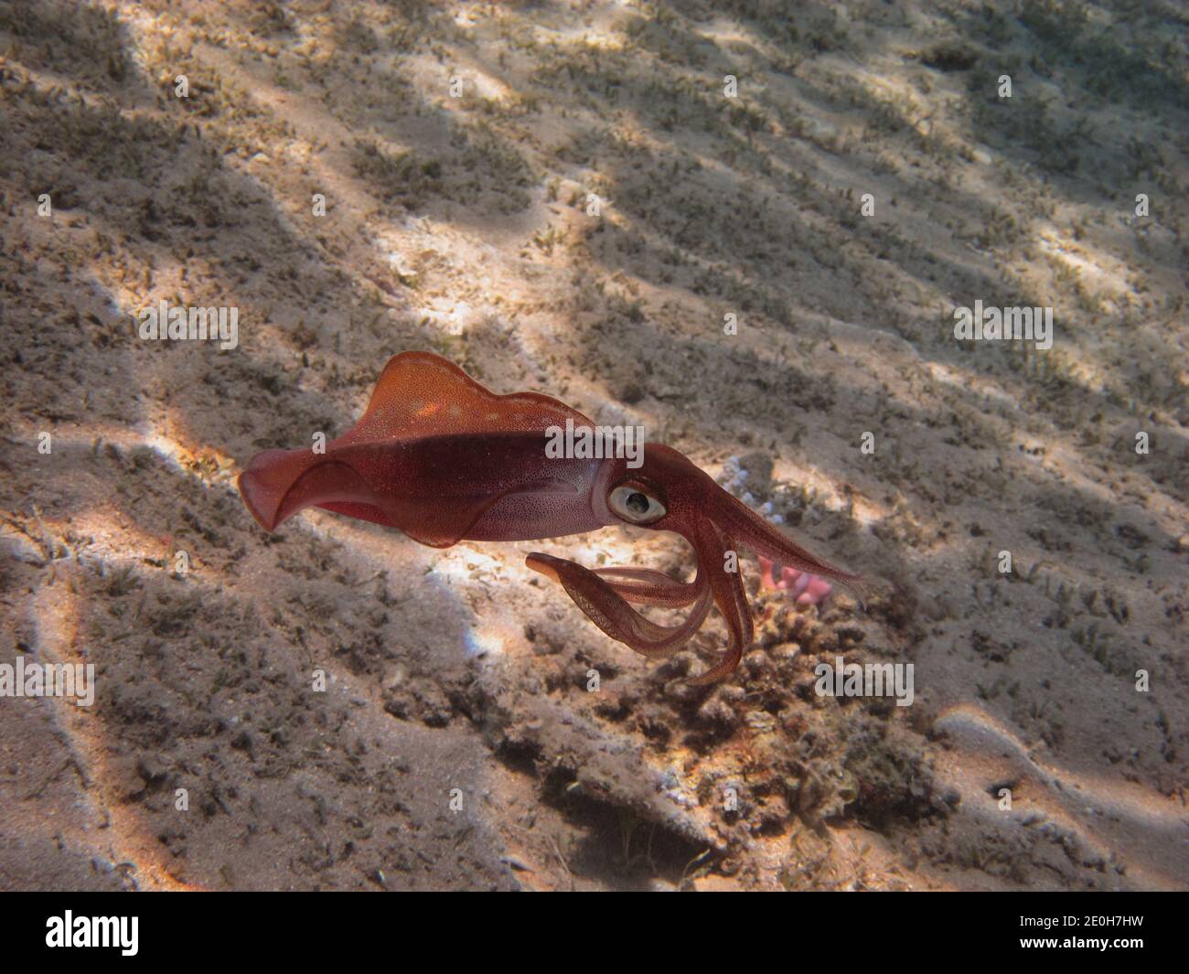 Red reef squid hi-res stock photography and images - Alamy