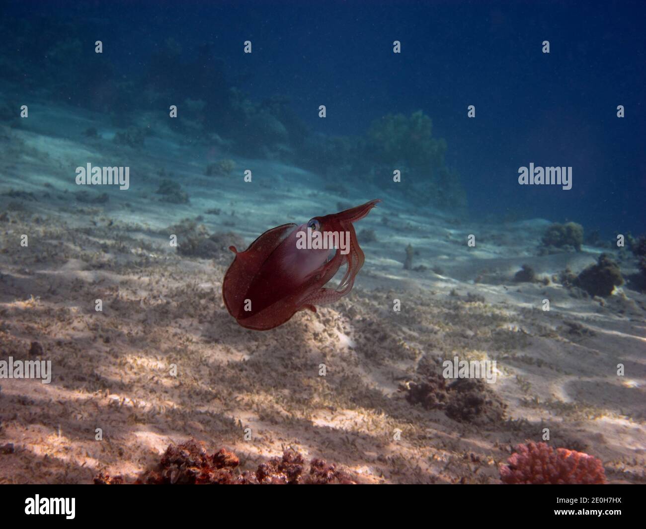 reef squid swimming in the red sea Stock Photo - Alamy