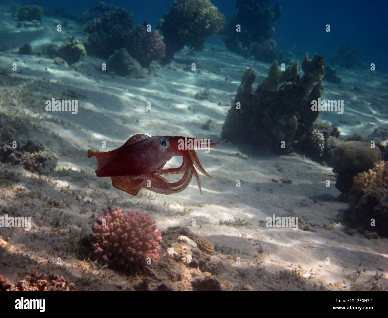 reef squid in the red sea swimming between corals in the clear water ...