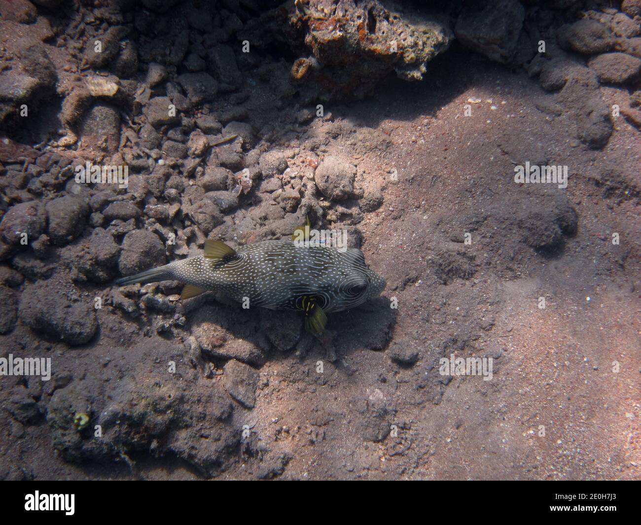 large white spots puffer fish on seabed in the red sea Stock Photo - Alamy