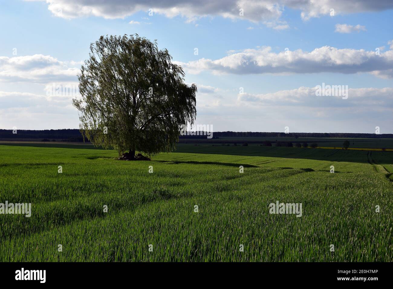 Maize legume field hi-res stock photography and images - Alamy