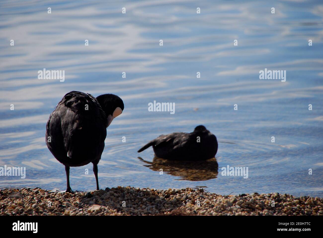 Chicken on the beach hi-res stock photography and images - Alamy