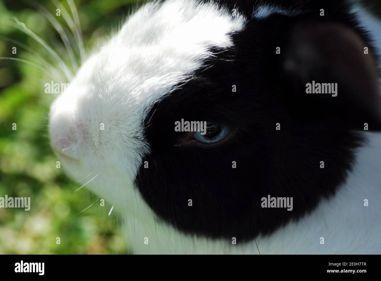 Black and white bunny hi-res stock photography and images - Alamy