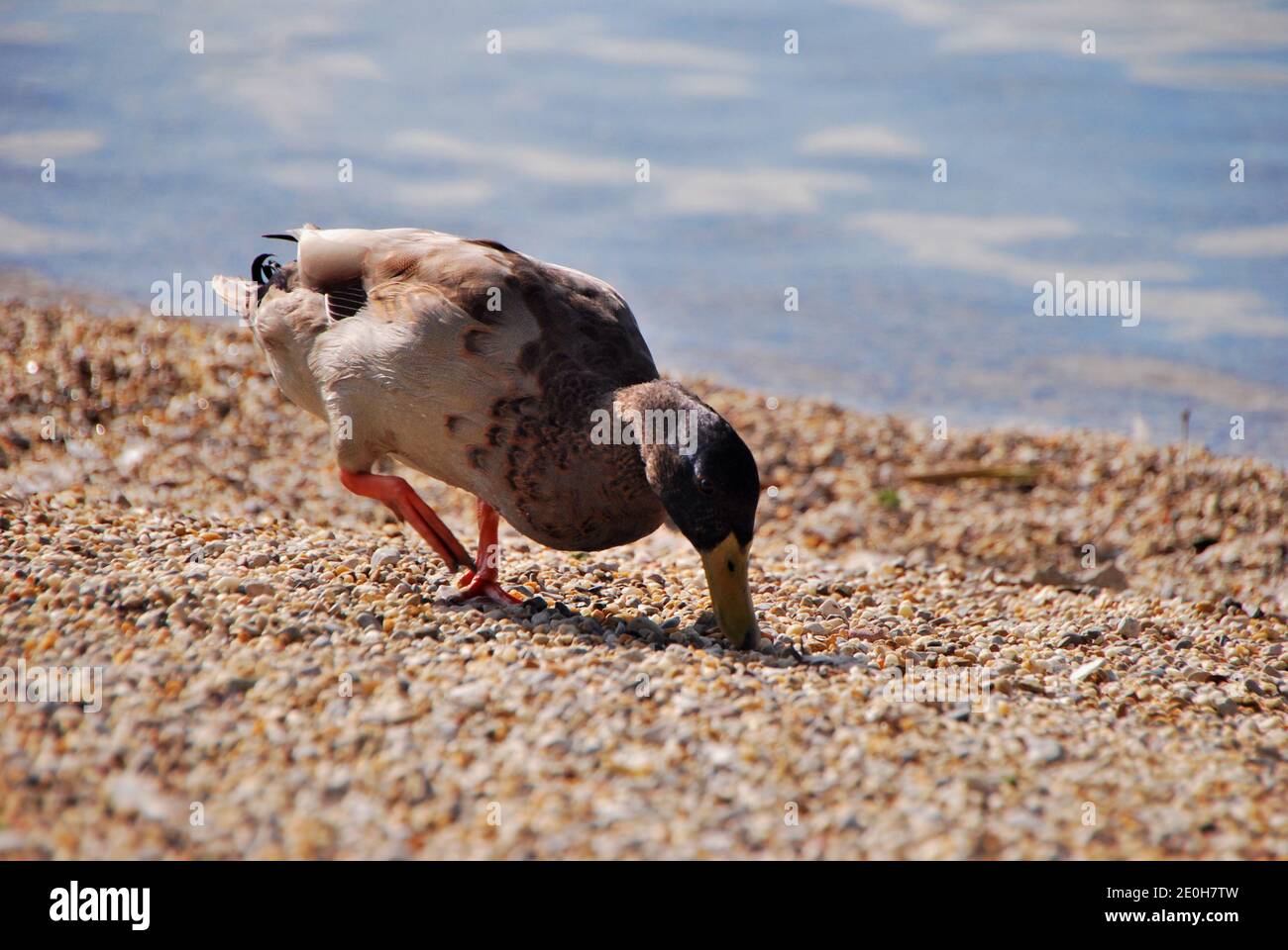 Duck on pebble beach hi-res stock photography and images - Alamy