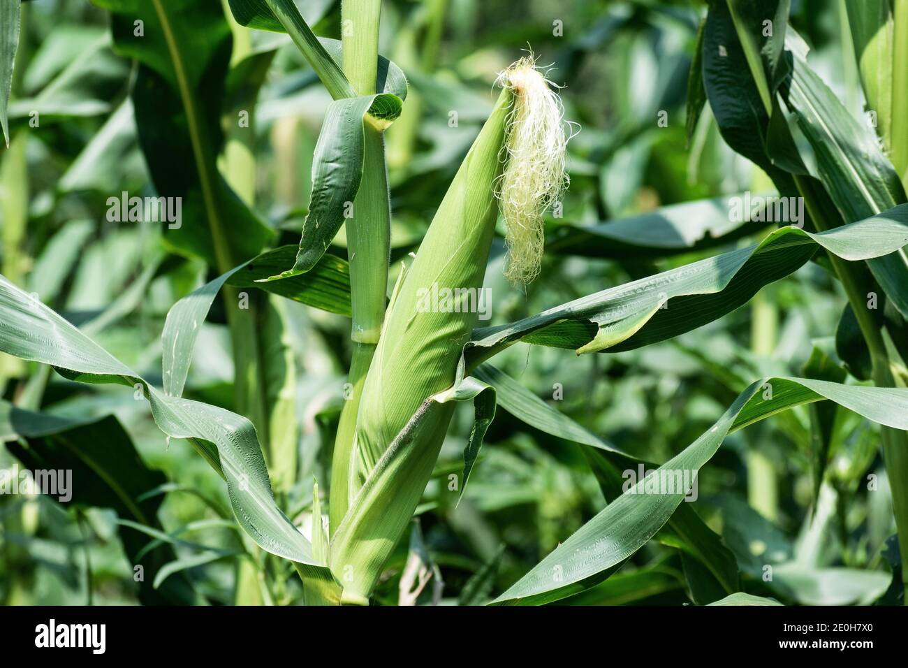 Maize legume field hi-res stock photography and images - Alamy