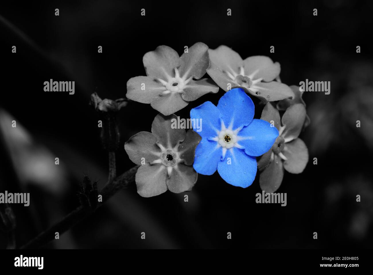 forget me not flower photo montage blue gray Stock Photo - Alamy