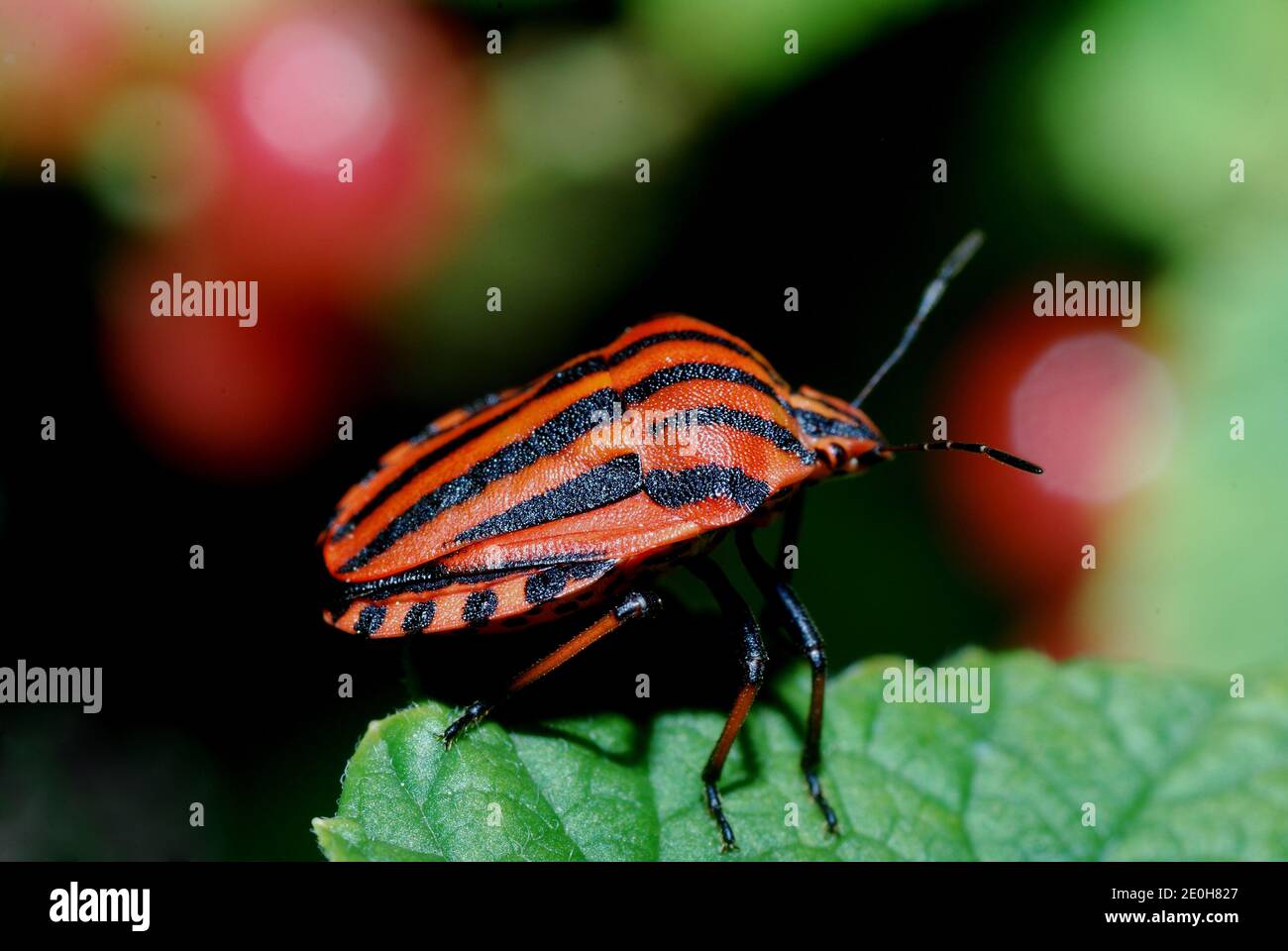 Orange Striped Beetle Common Types Of North American Beetles Around