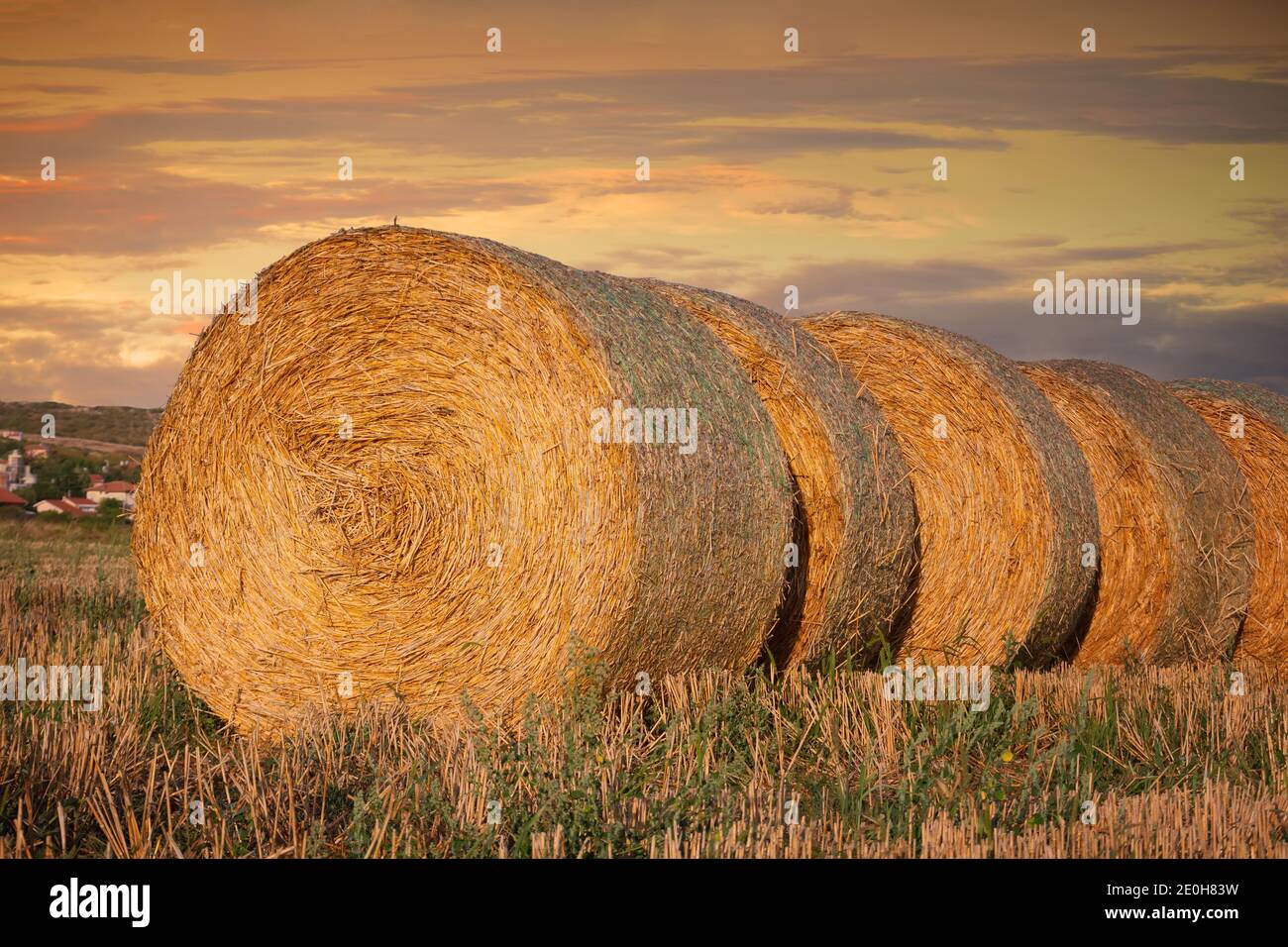 Soybean and corn field hi-res stock photography and images - Alamy