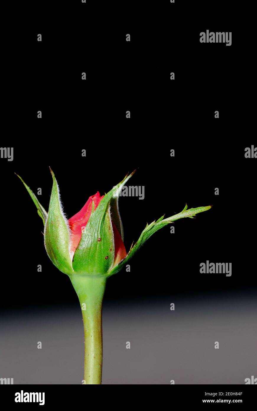 fresh red rose bud in the summer portrait format black background Stock ...
