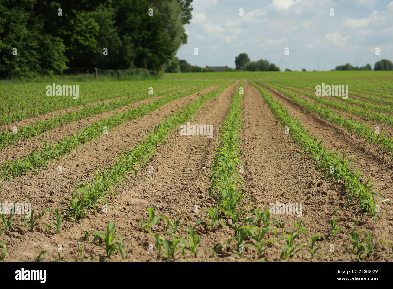 Farm farming farmer farmers land field trees hi-res stock photography ...