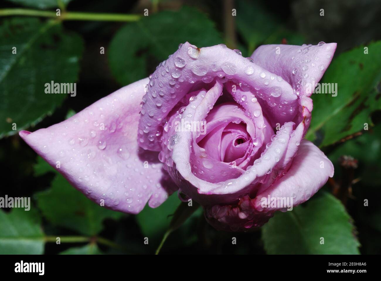 fresh lilac rose with drops in summer horizontal format Stock Photo - Alamy