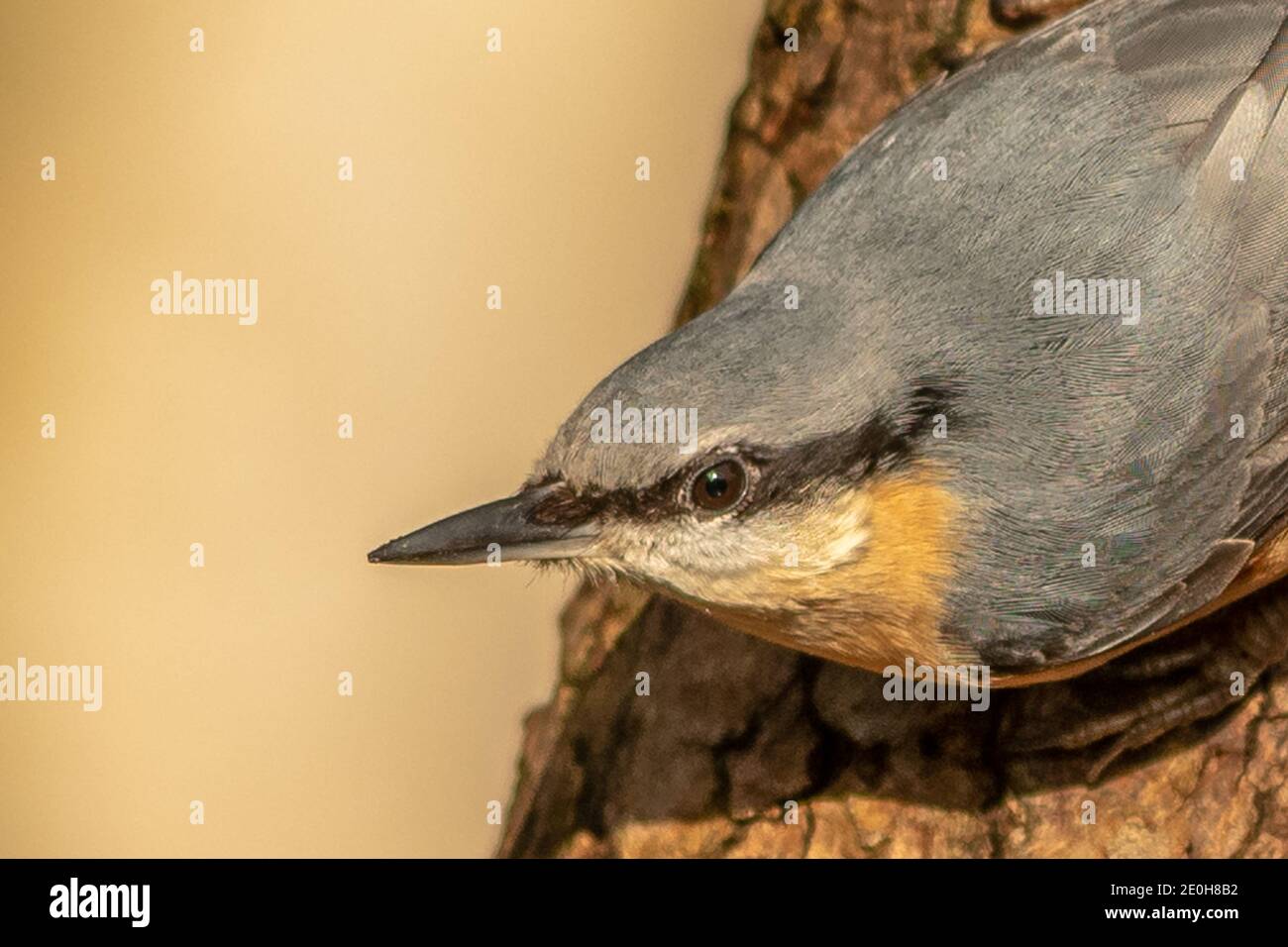 Nuthatch woodland hi-res stock photography and images - Alamy