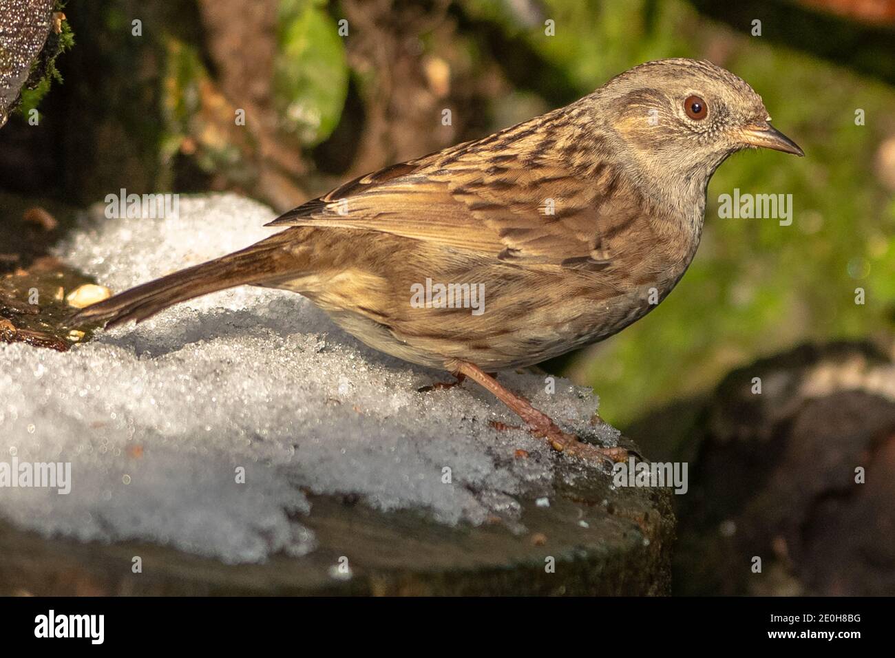 Dunnock bird hi-res stock photography and images - Alamy
