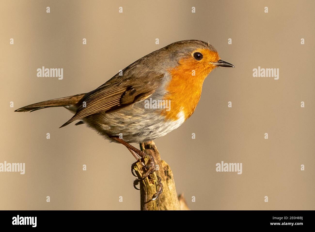 Robin close hi-res stock photography and images - Alamy