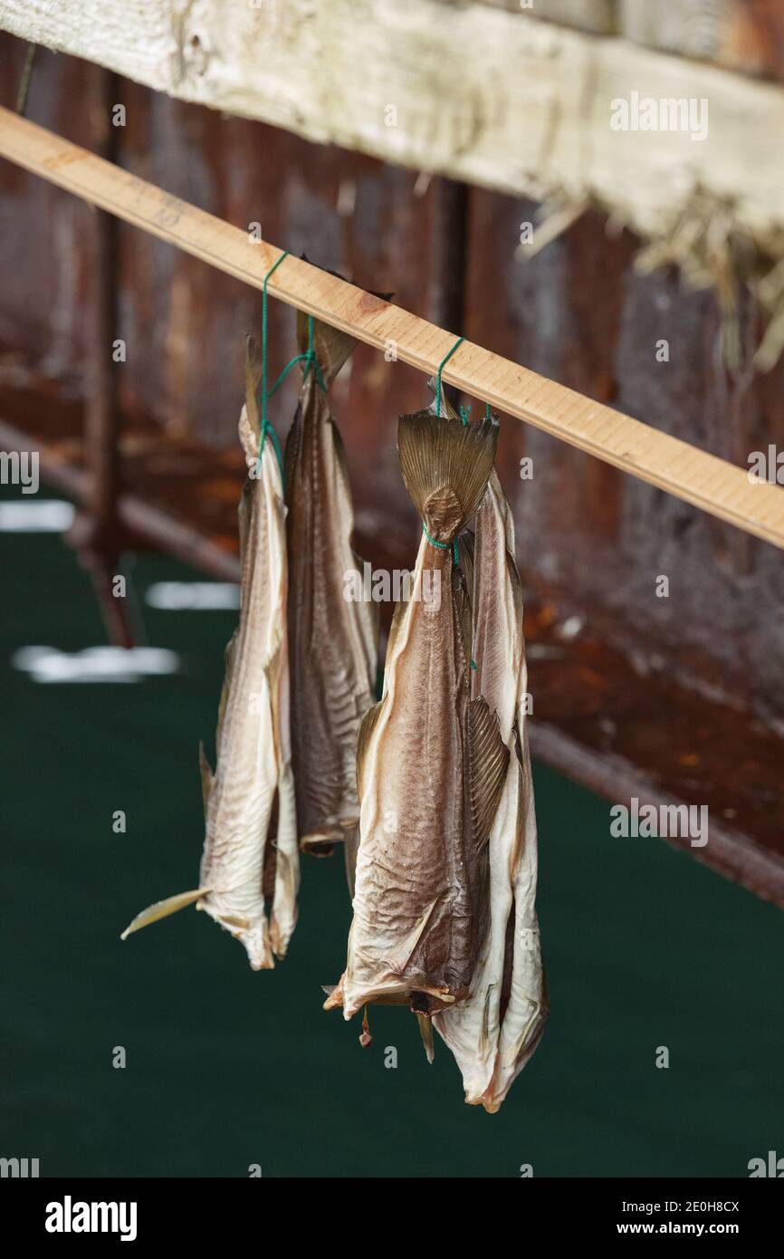 Rack for fish drying on the Vigur Island not far from Isafjordur in ...