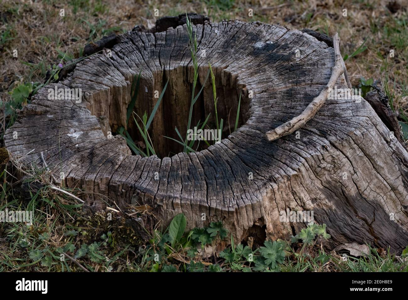 Tree trunk top for your decoration and spring landscape Stock Photo - Alamy
