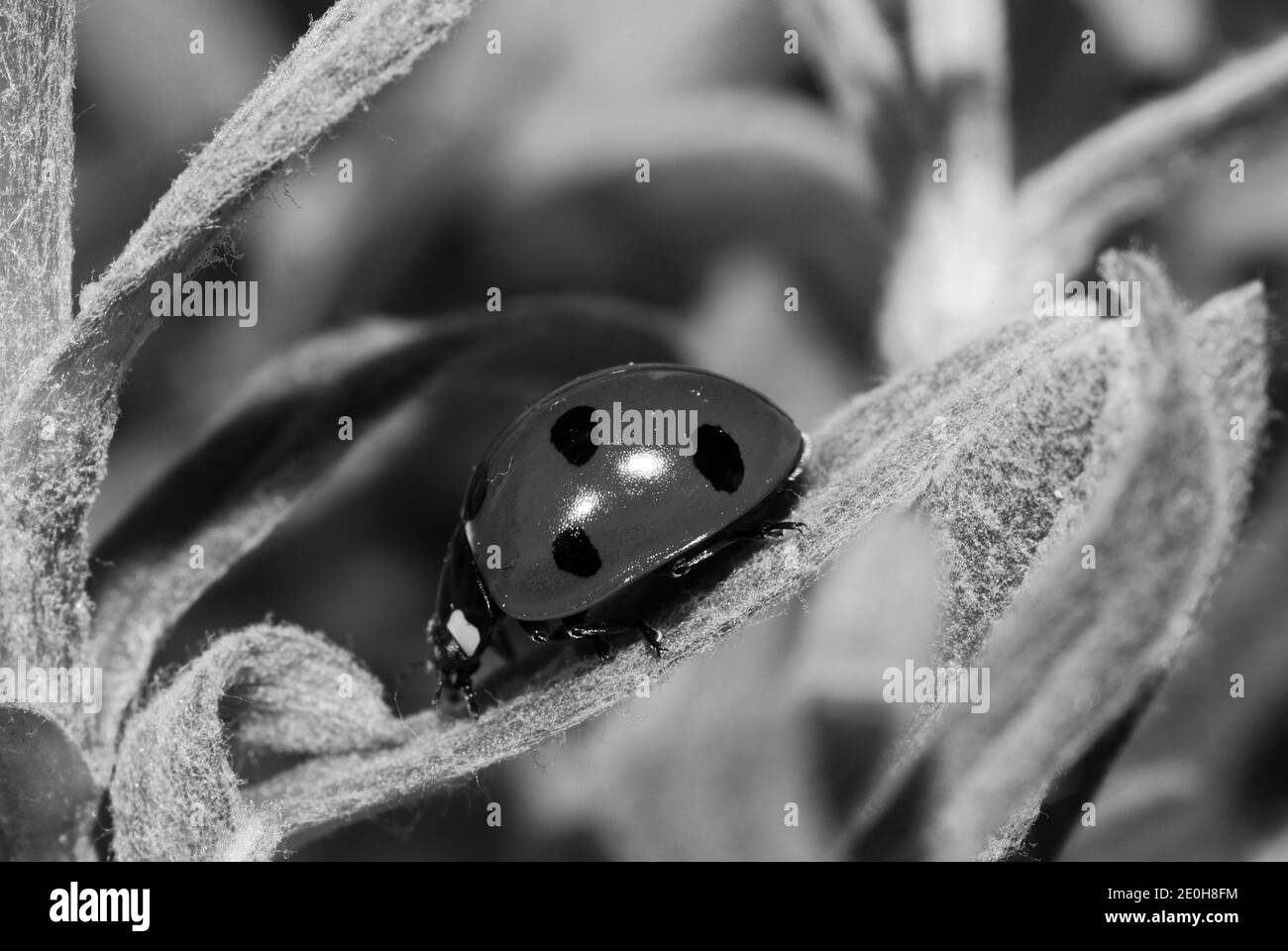 Ladybird Black and White Stock Photos & Images - Alamy
