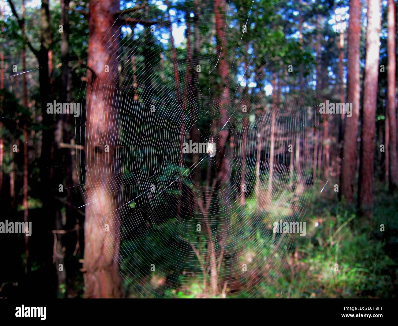 large spider web with spider in the forest in summer Stock Photo - Alamy