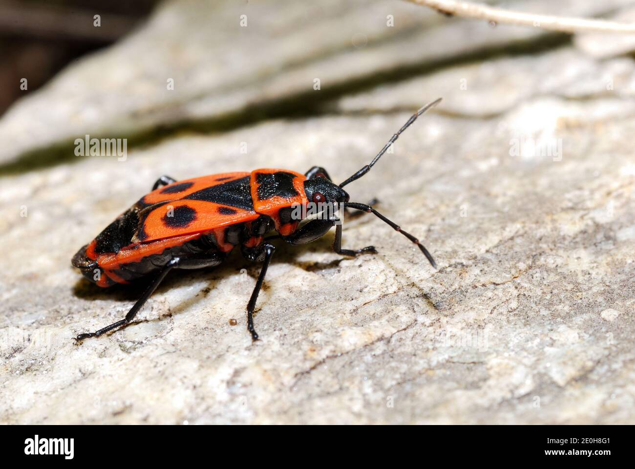 Fire beetle hi-res stock photography and images - Alamy