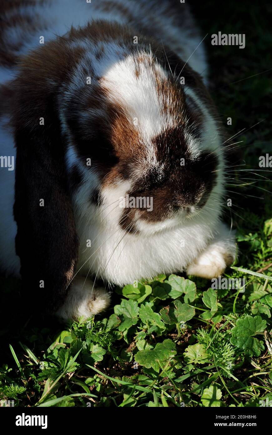 dear little brown rabbit sitting in the grass in the shade in summer ...