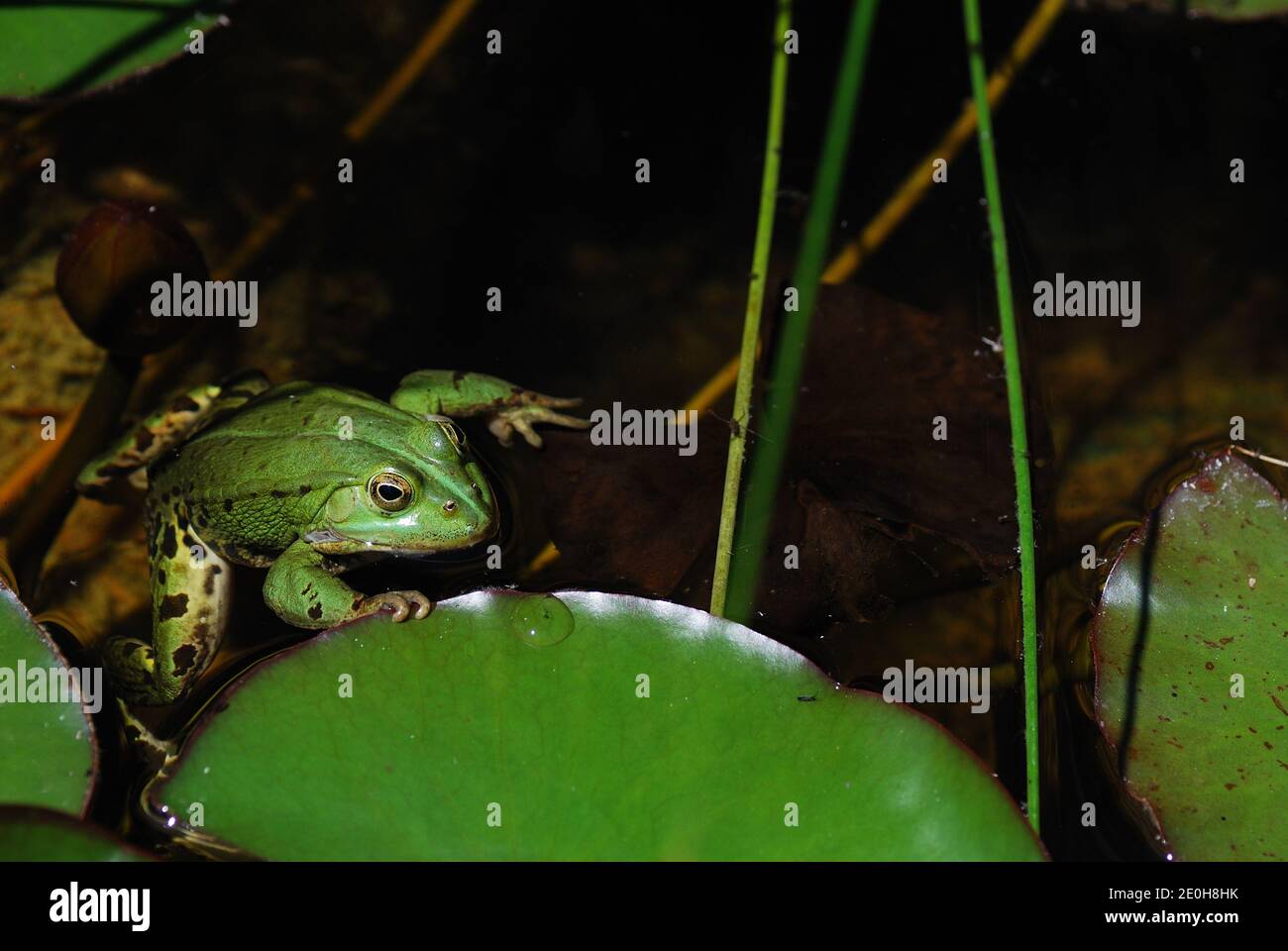 little green frog holding on to the green leaf Stock Photo - Alamy