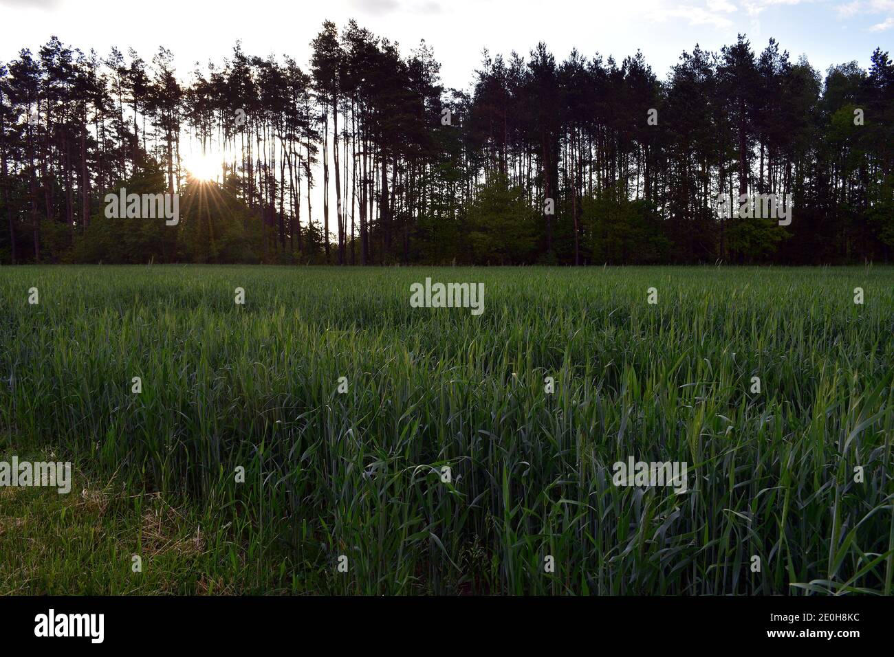 Maize legume field hi-res stock photography and images - Alamy