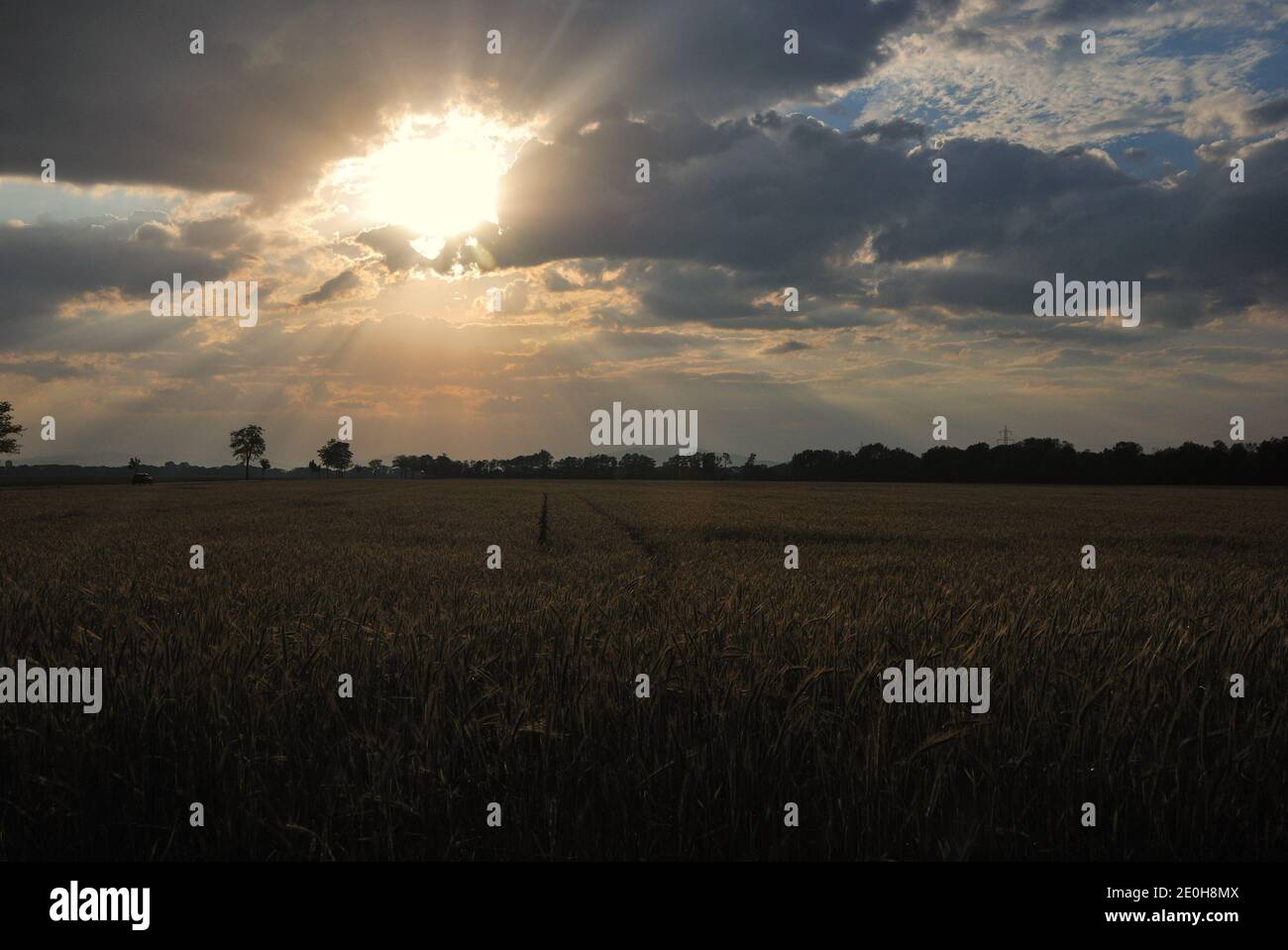 bright sun behind clouds in the wheat field in summer Stock Photo - Alamy