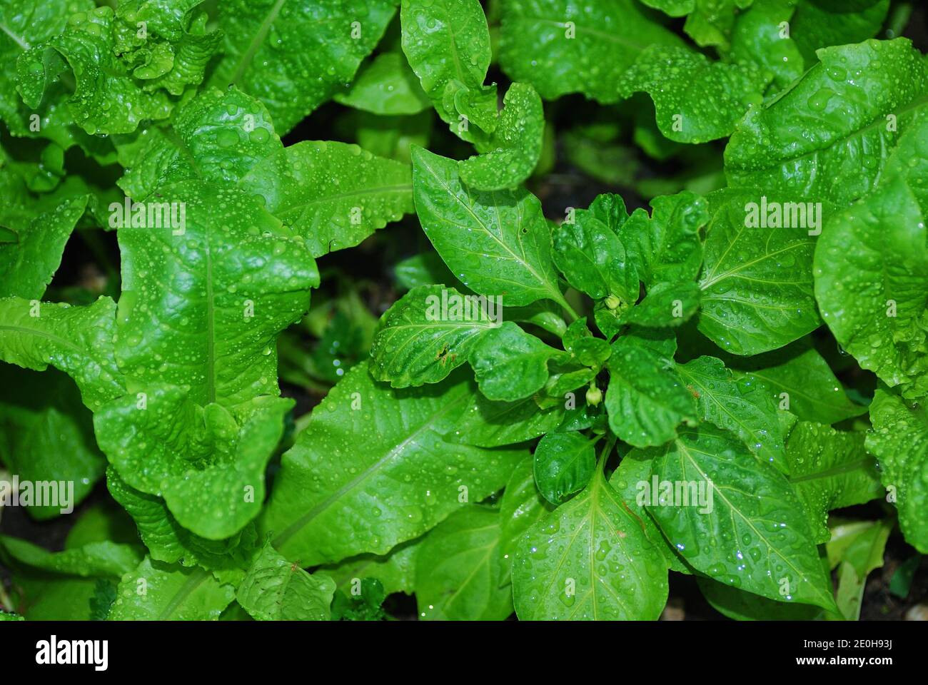 fresh green salad from the garden with drops after rain Stock Photo - Alamy