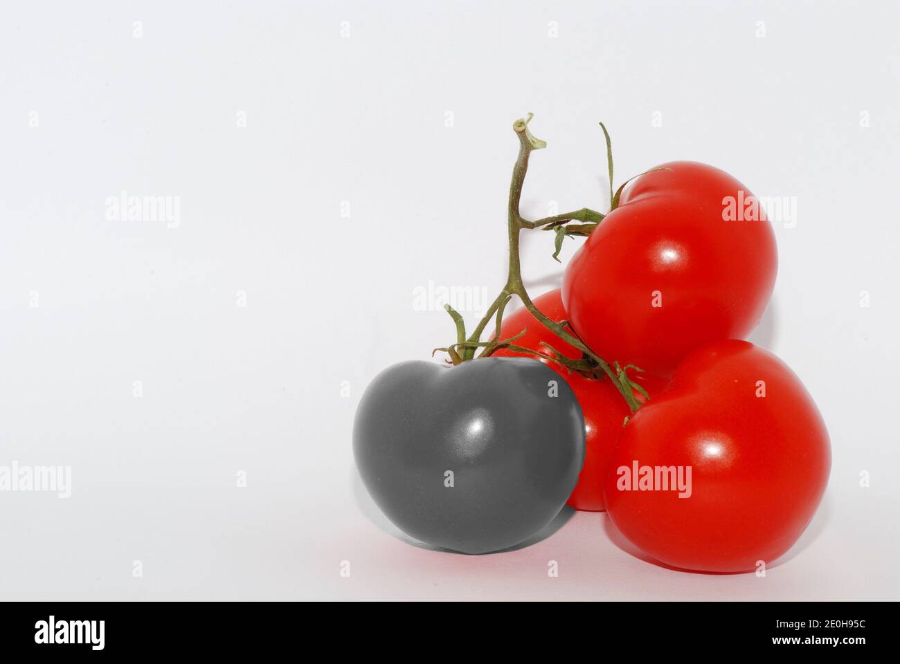 red tomato with a gray tomato on white background photo montage Stock ...