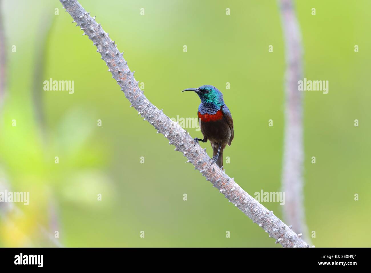 Indian Sunbird High Resolution Stock Photography and Images - Alamy